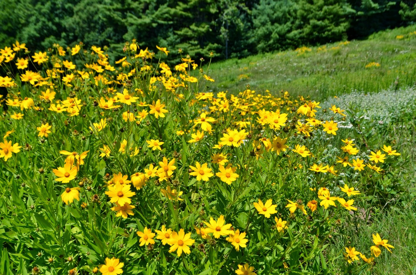 Blooms and Blossoms of Blue Ridge Parkway - Blue Ridge Parkway 75